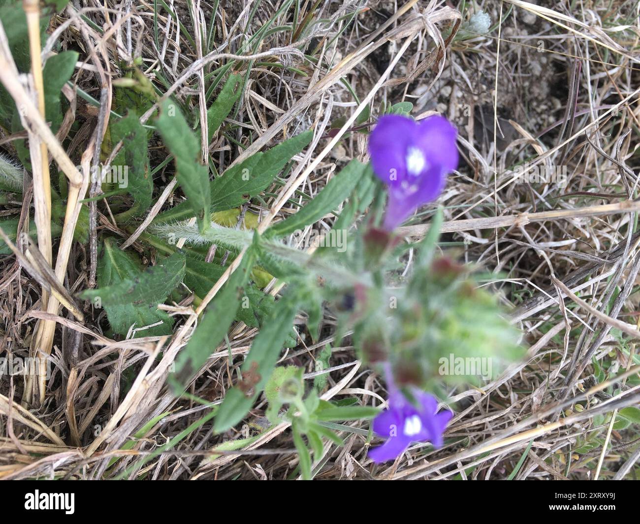Texas Sage (Salvia texana) Plantae Stock Photo - Alamy