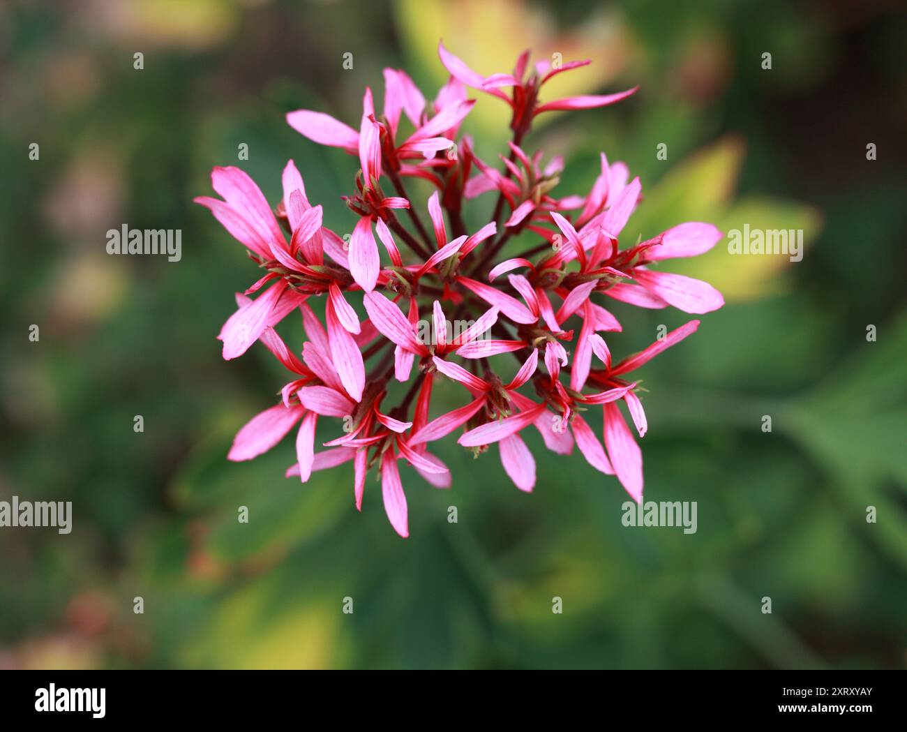 Formosum hybrid hi-res stock photography and images - Alamy