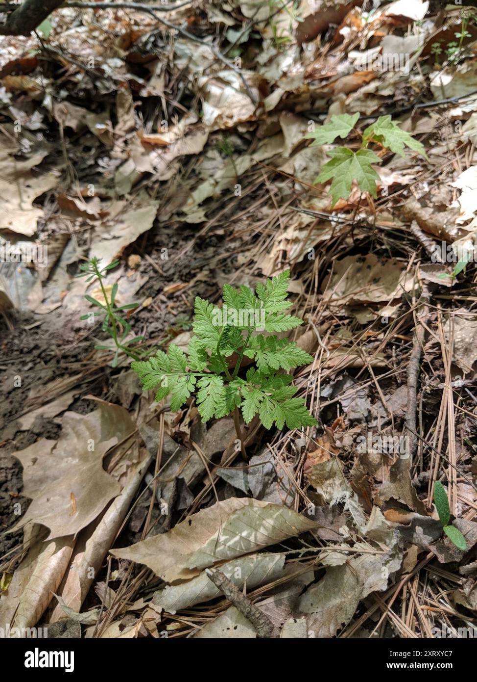 rattlesnake fern (Botrypus virginianus) Plantae Stock Photo - Alamy