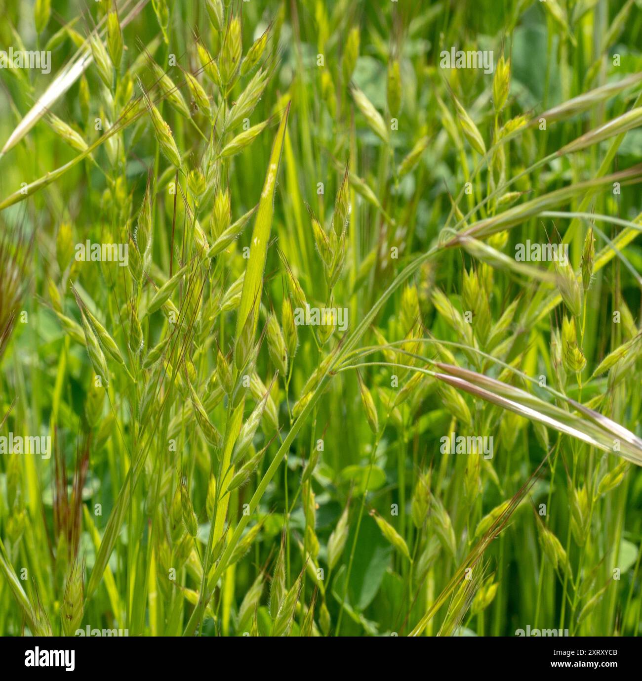 common soft brome (Bromus hordeaceus) Plantae Stock Photo - Alamy