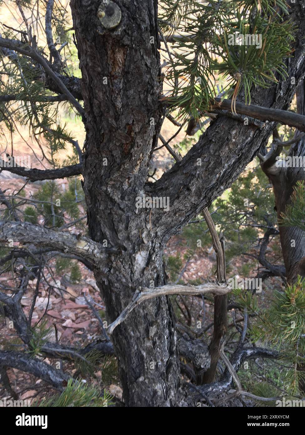 Colorado Pinyon (Pinus edulis) Plantae Stock Photo - Alamy