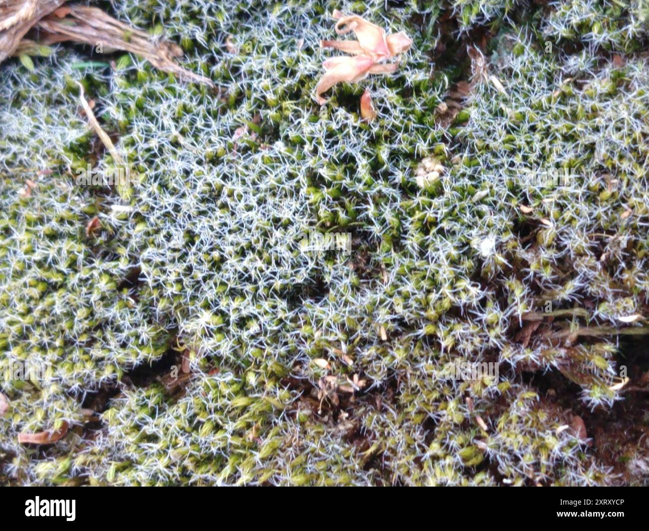 Heath Star-moss (Campylopus introflexus) Plantae Stock Photo - Alamy
