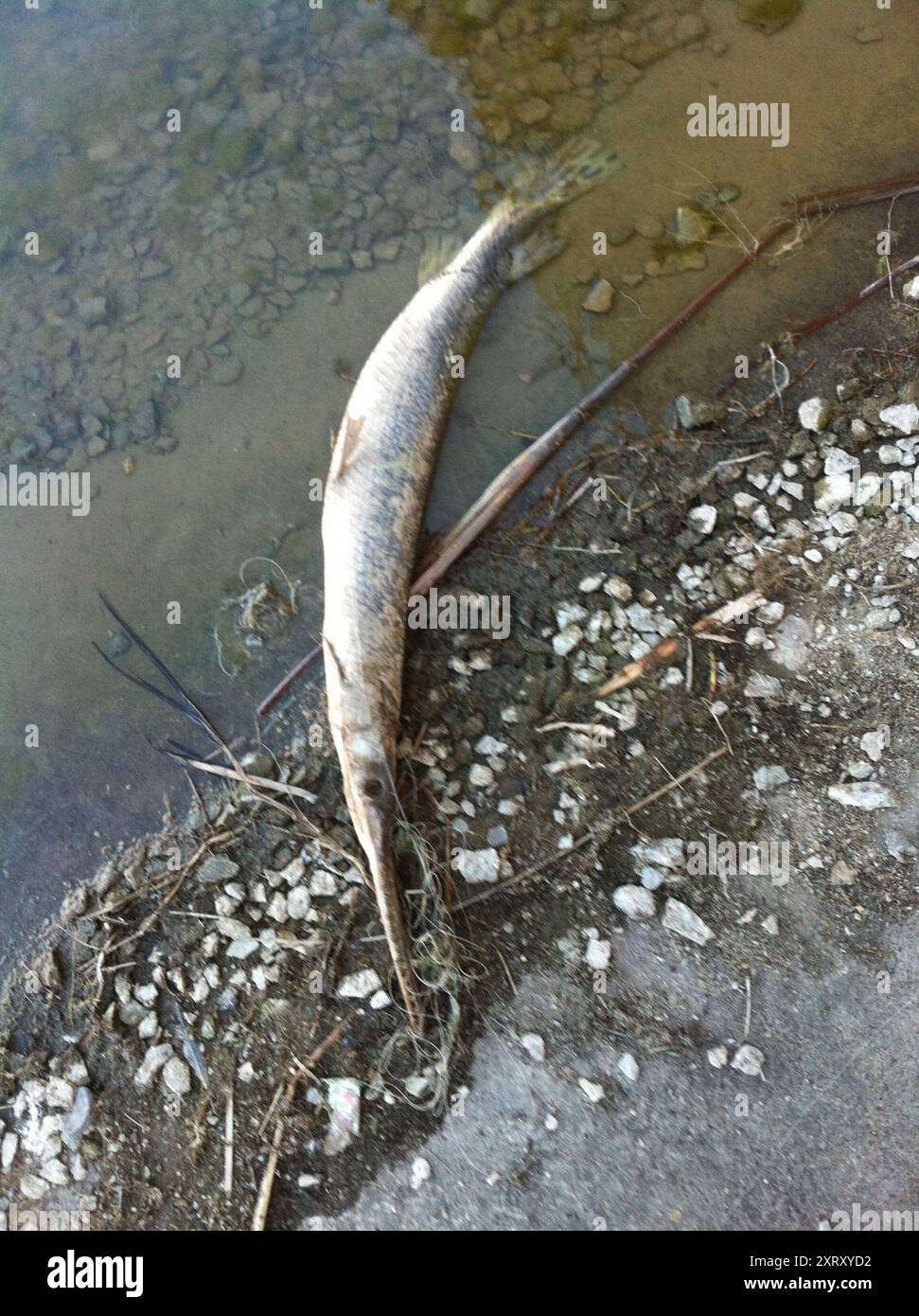 Longnose Gar (Lepisosteus osseus) Actinopterygii Stock Photo - Alamy