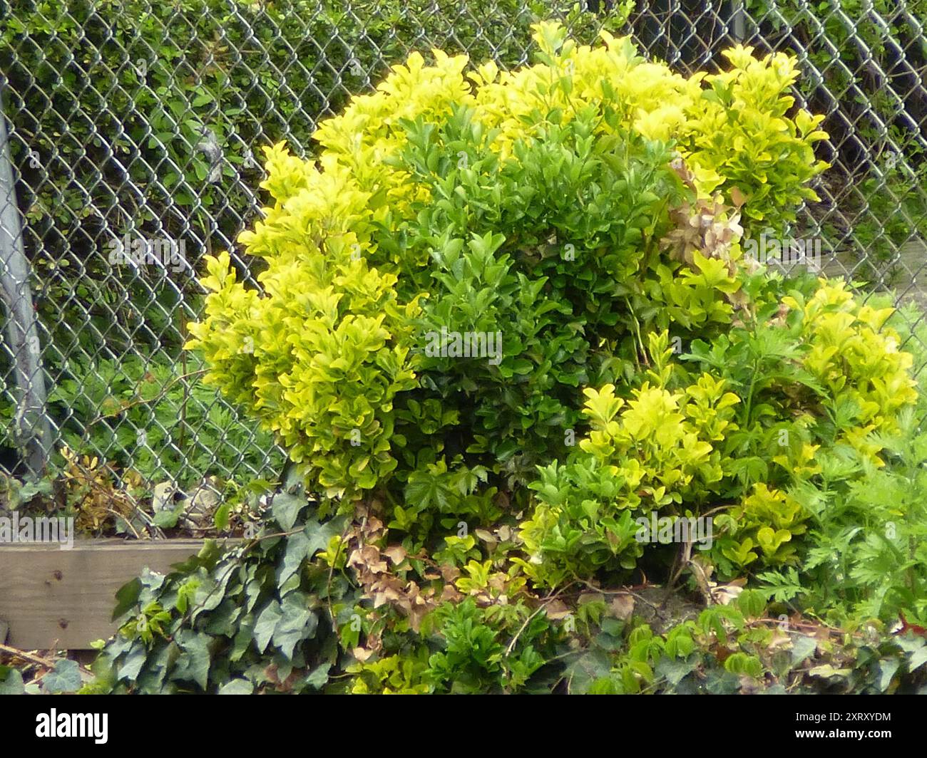 Japanese spindle tree (Euonymus japonicus) Plantae Stock Photo - Alamy