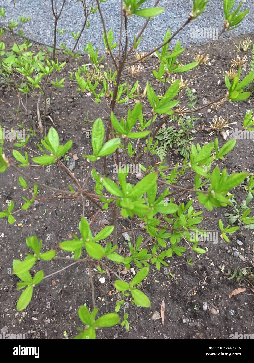 swamp azalea (Rhododendron viscosum) Plantae Stock Photo - Alamy