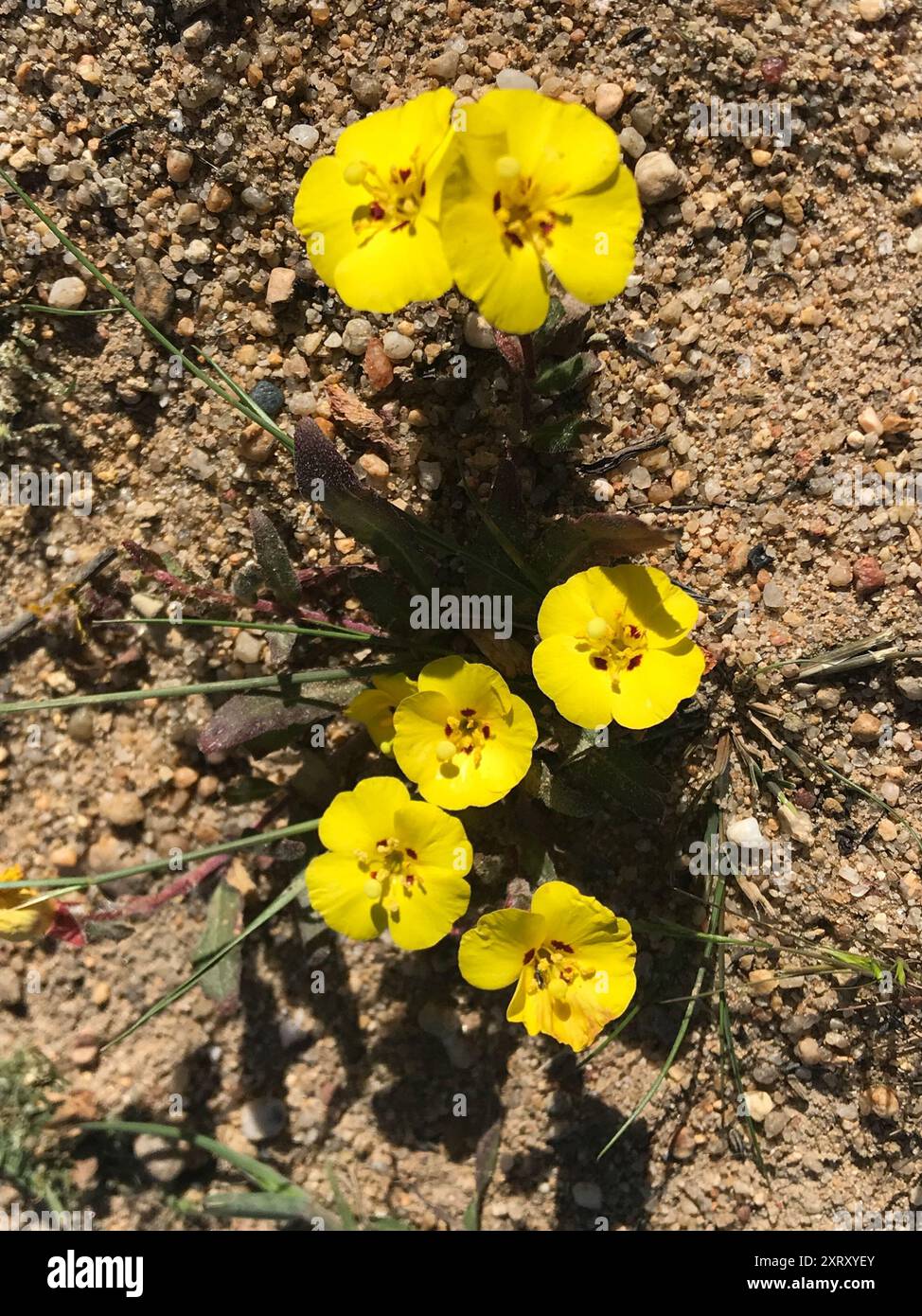California sun cup (Camissoniopsis bistorta) Plantae Stock Photo - Alamy