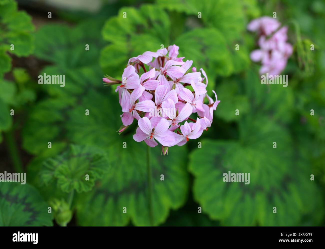 Zonale Geranium, Pelargonium zonale, Geraniaceae. Cape Provinces, South ...