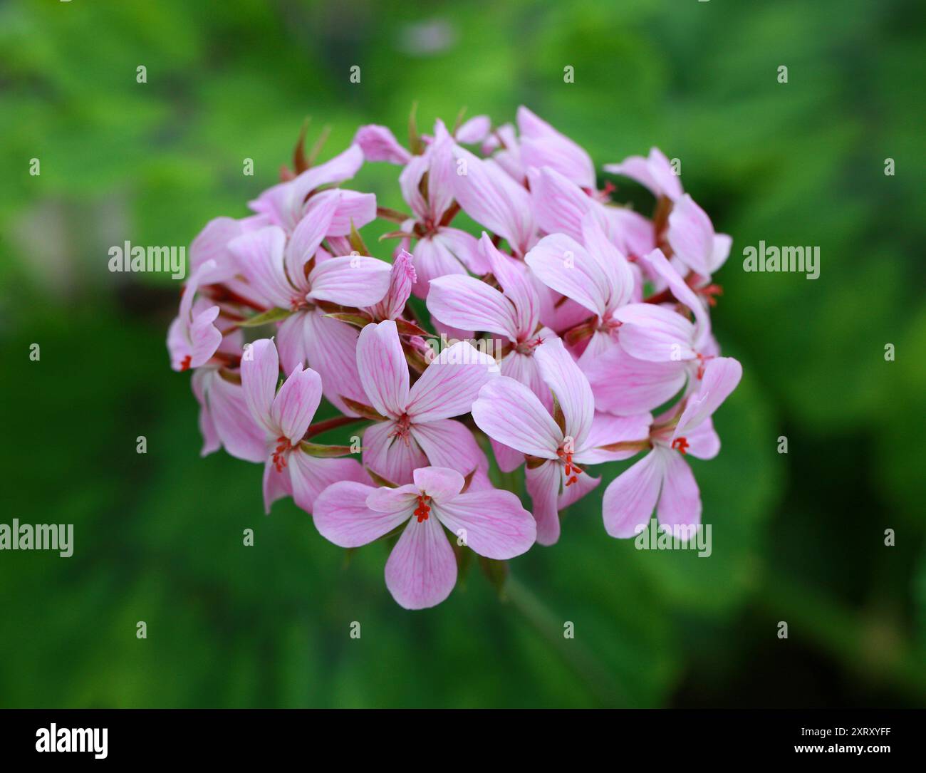 Zonale Geranium, Pelargonium zonale, Geraniaceae. Cape Provinces, South ...