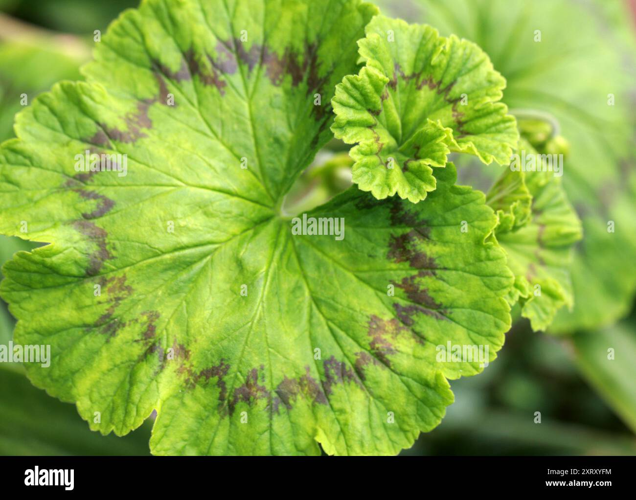 Zonal pattern hi-res stock photography and images - Alamy