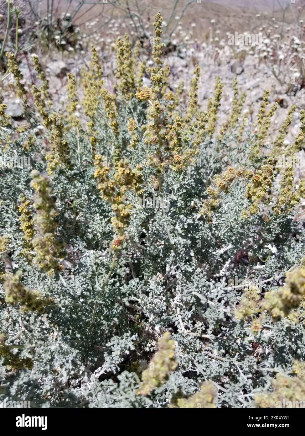 Burrobush (Ambrosia dumosa) Plantae Stock Photo - Alamy