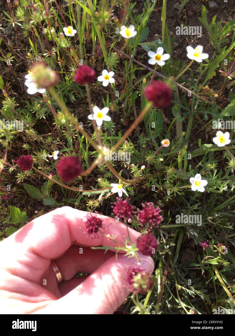 Purple Sanicle (Sanicula bipinnatifida) Plantae Stock Photo - Alamy