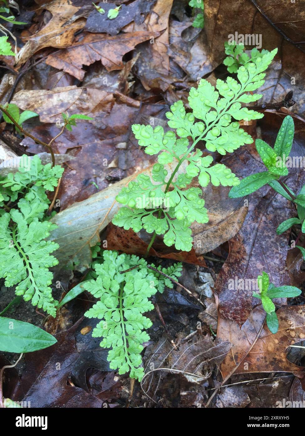 fragile ferns (Cystopteris) Plantae Stock Photo - Alamy