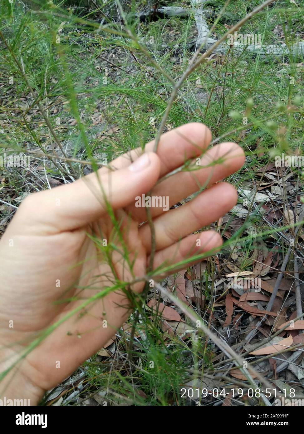 Carrot Tops (Platysace linearifolia) Plantae Stock Photo - Alamy