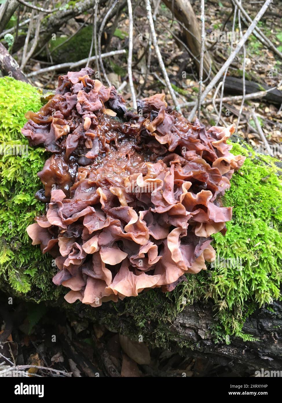 Leafy Brain (Phaeotremella foliacea) Fungi Stock Photo - Alamy