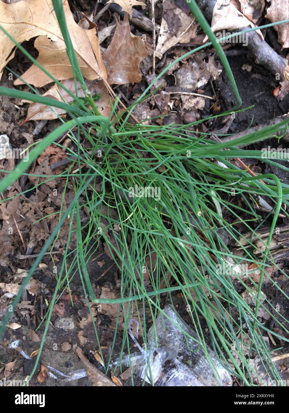 wild garlic (Allium vineale) Plantae Stock Photo - Alamy