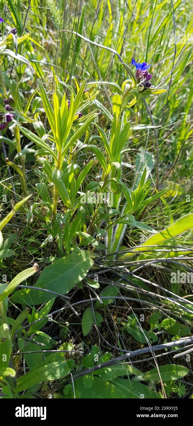 Purple Gromwell (Aegonychon purpurocaeruleum) Plantae Stock Photo - Alamy