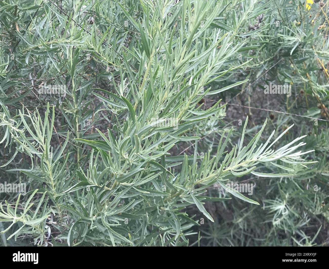 Fourwing Saltbush (Atriplex canescens) Plantae Stock Photo - Alamy