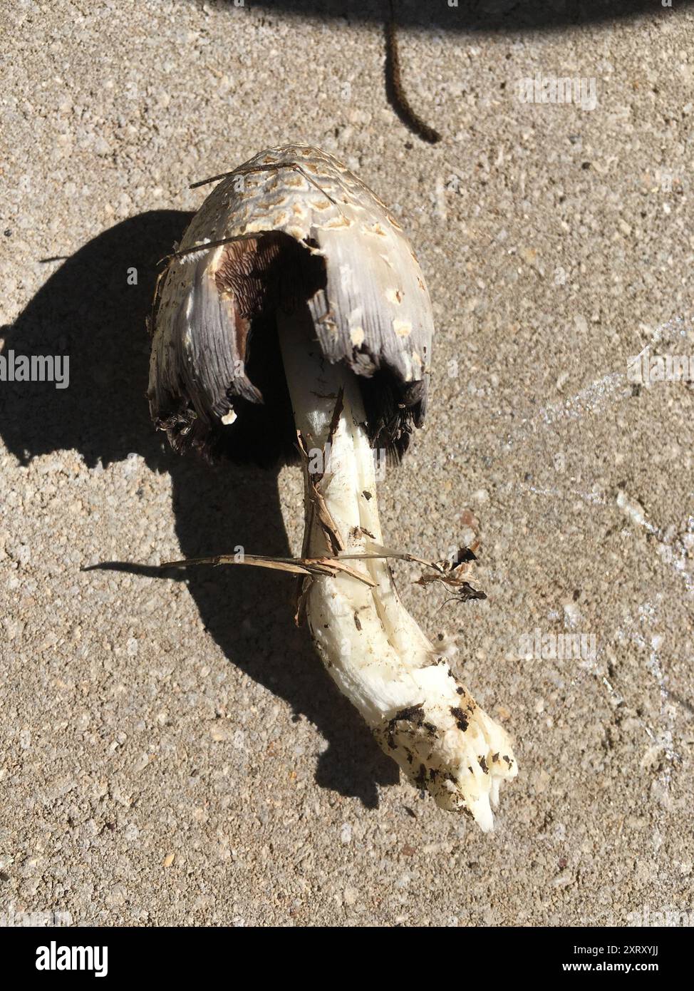 scaly ink cap (Coprinopsis variegata) Fungi Stock Photo - Alamy