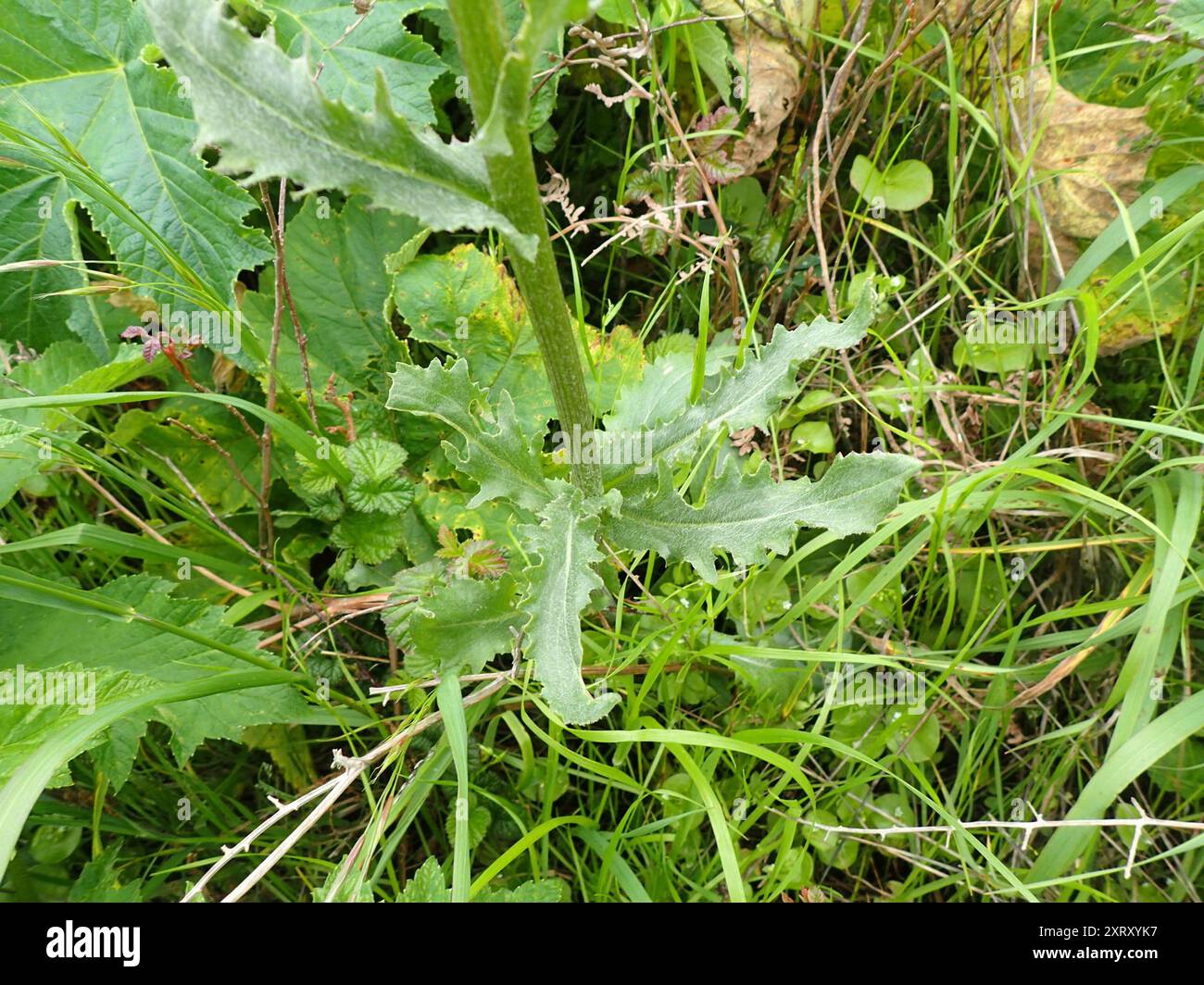 rayless ragwort (Senecio aronicoides) Plantae Stock Photo - Alamy