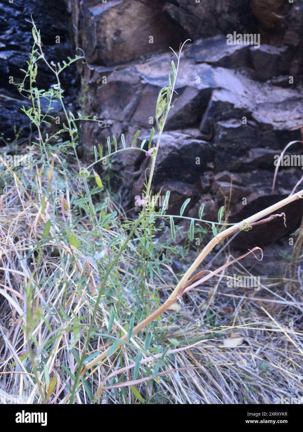 slender vetch (Vicia ludoviciana) Plantae Stock Photo - Alamy