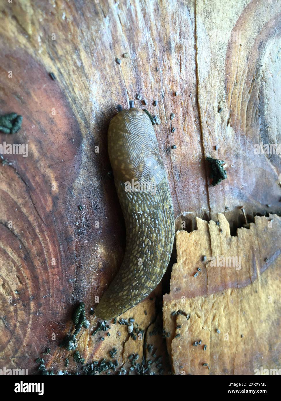 Yellow Cellar Slug (Limacus flavus) Mollusca Stock Photo - Alamy