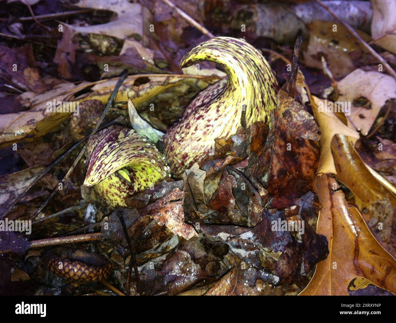 Eastern Skunk Cabbage (Symplocarpus foetidus) Plantae Stock Photo - Alamy