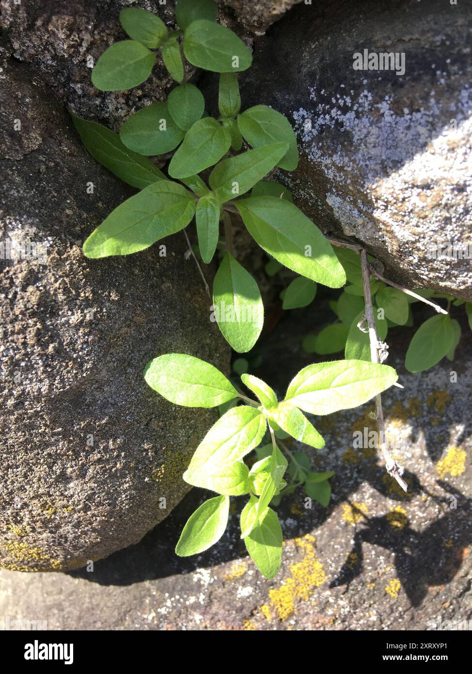 Pennsylvania pellitory (Parietaria pensylvanica) Plantae Stock Photo ...