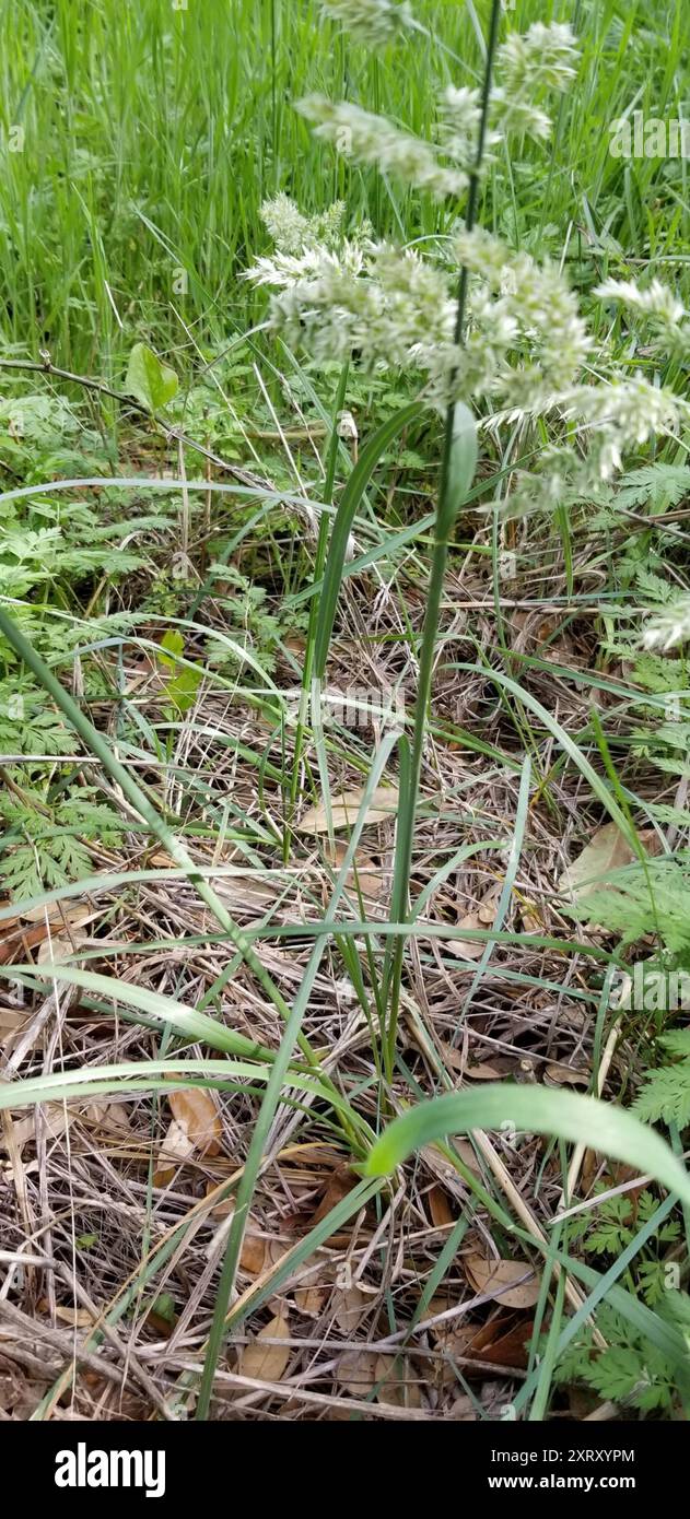 Texas bluegrass (Poa arachnifera) Plantae Stock Photo - Alamy