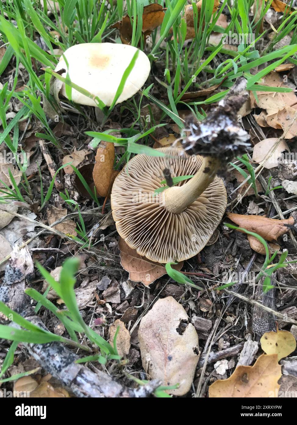Mulch Fieldcap (Agrocybe putaminum) Fungi Stock Photo - Alamy