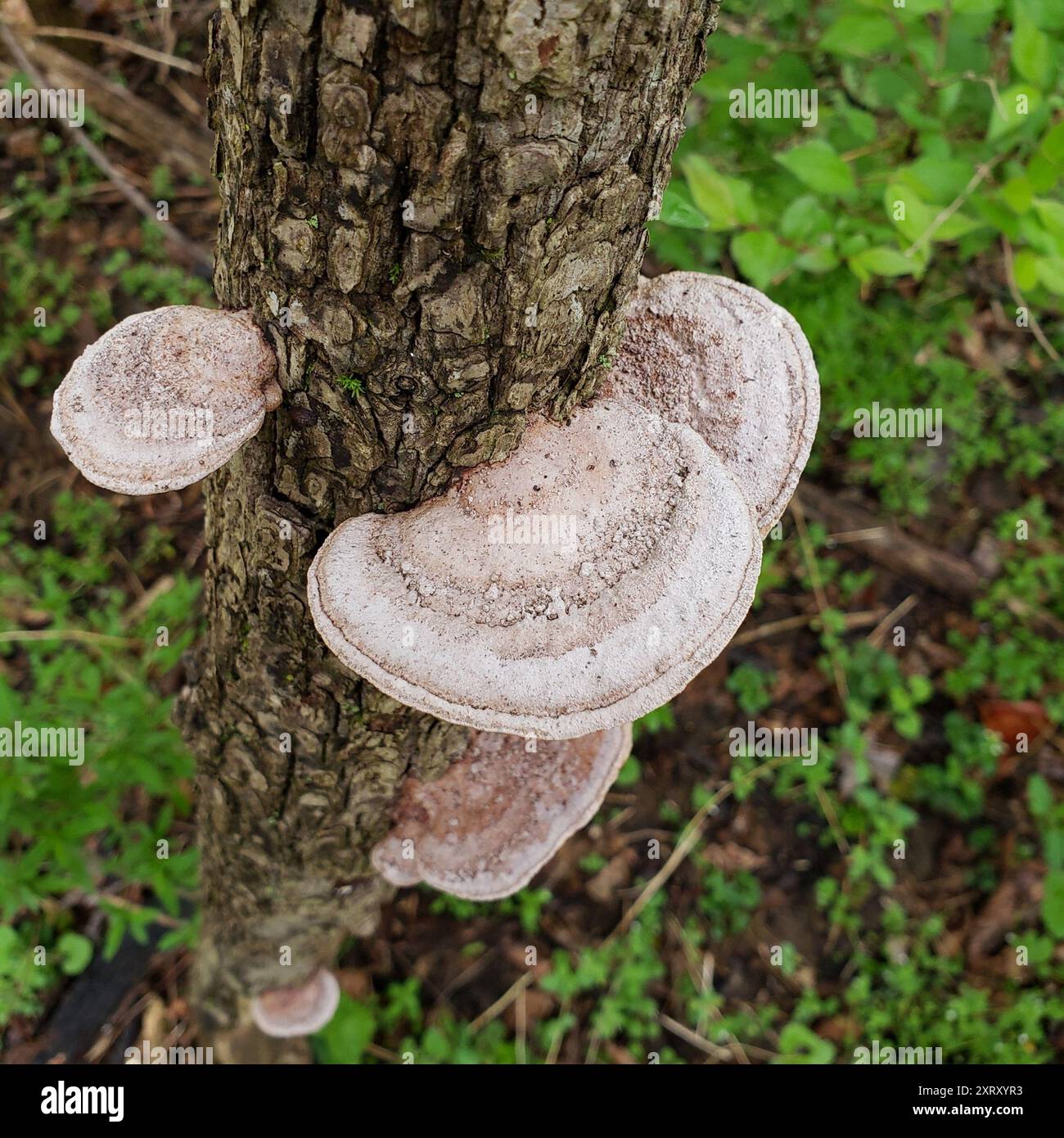 shelf fungi (Polyporales) Fungi Stock Photo - Alamy