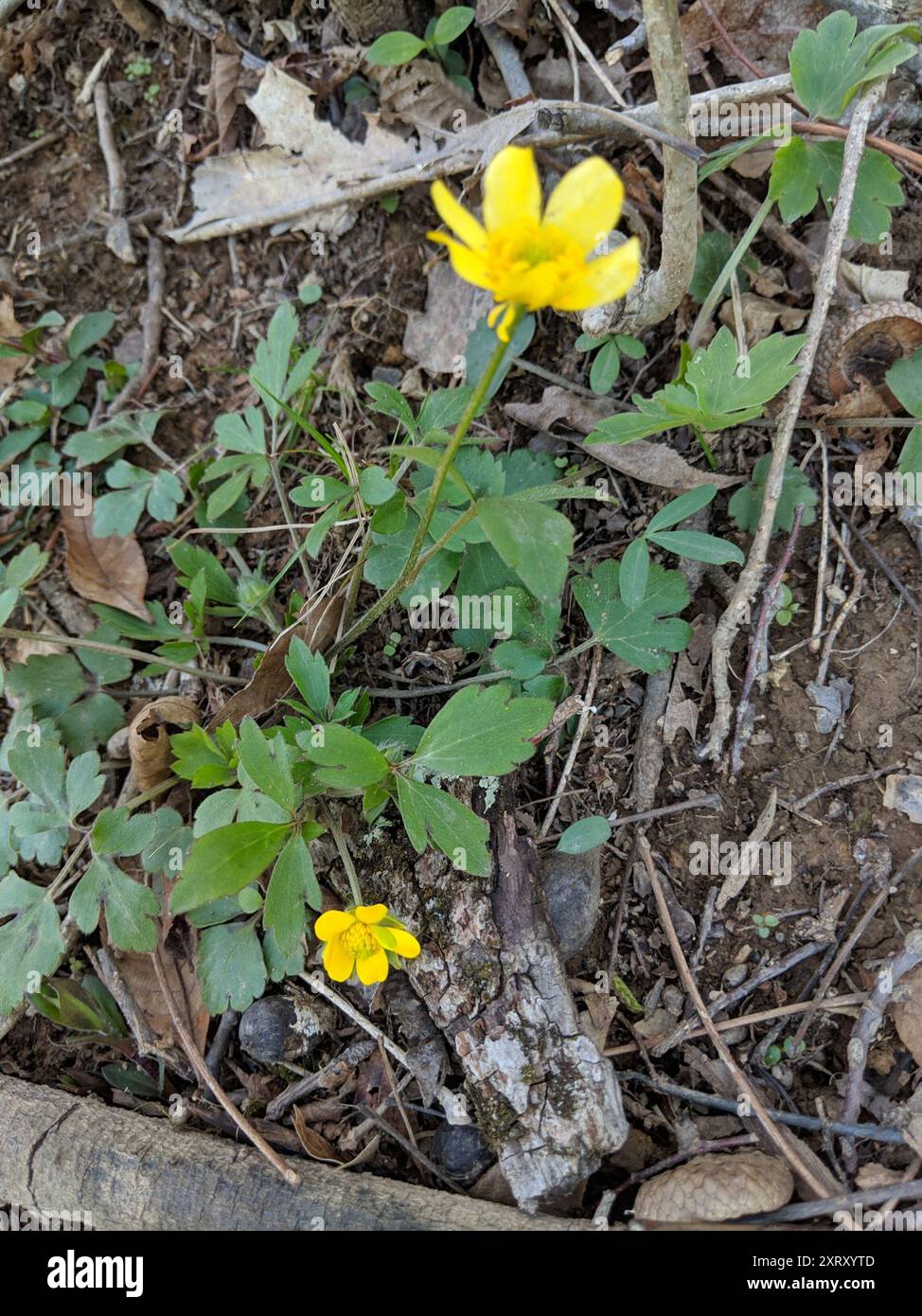 Early Buttercup (Ranunculus fascicularis) Plantae Stock Photo - Alamy