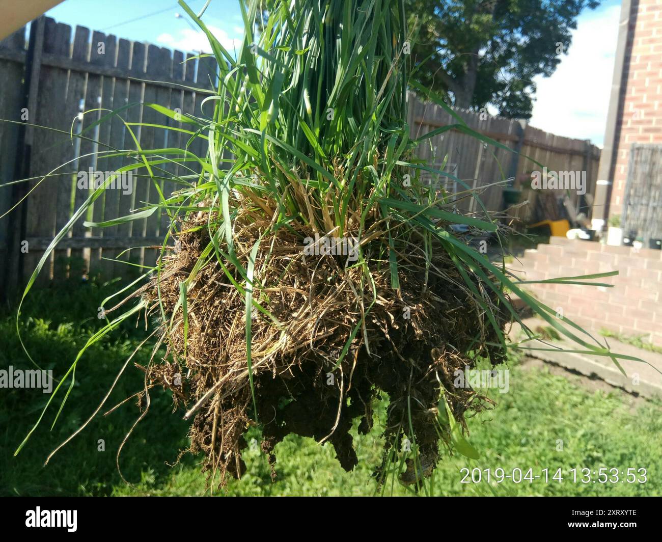 Sporobolus indicus hi-res stock photography and images - Alamy