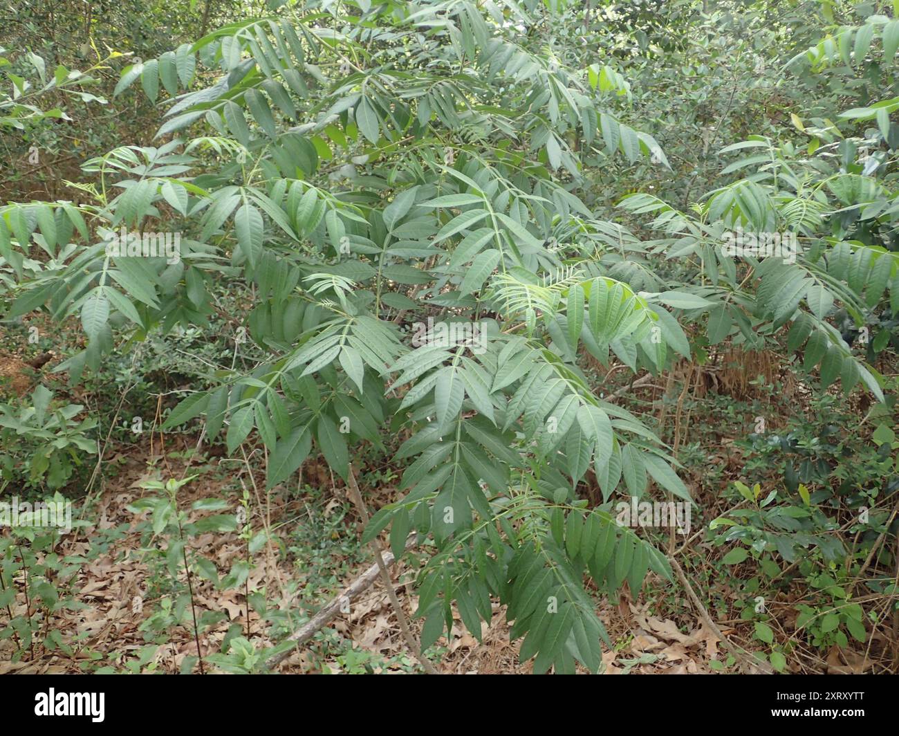 shining sumac (Rhus copallinum) Plantae Stock Photo - Alamy