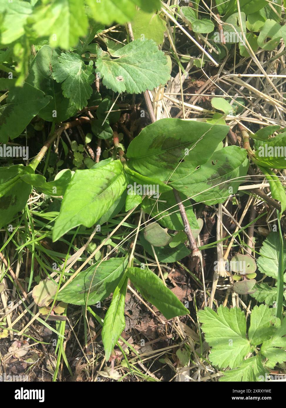 American jumpseed (Persicaria virginiana) Plantae Stock Photo - Alamy