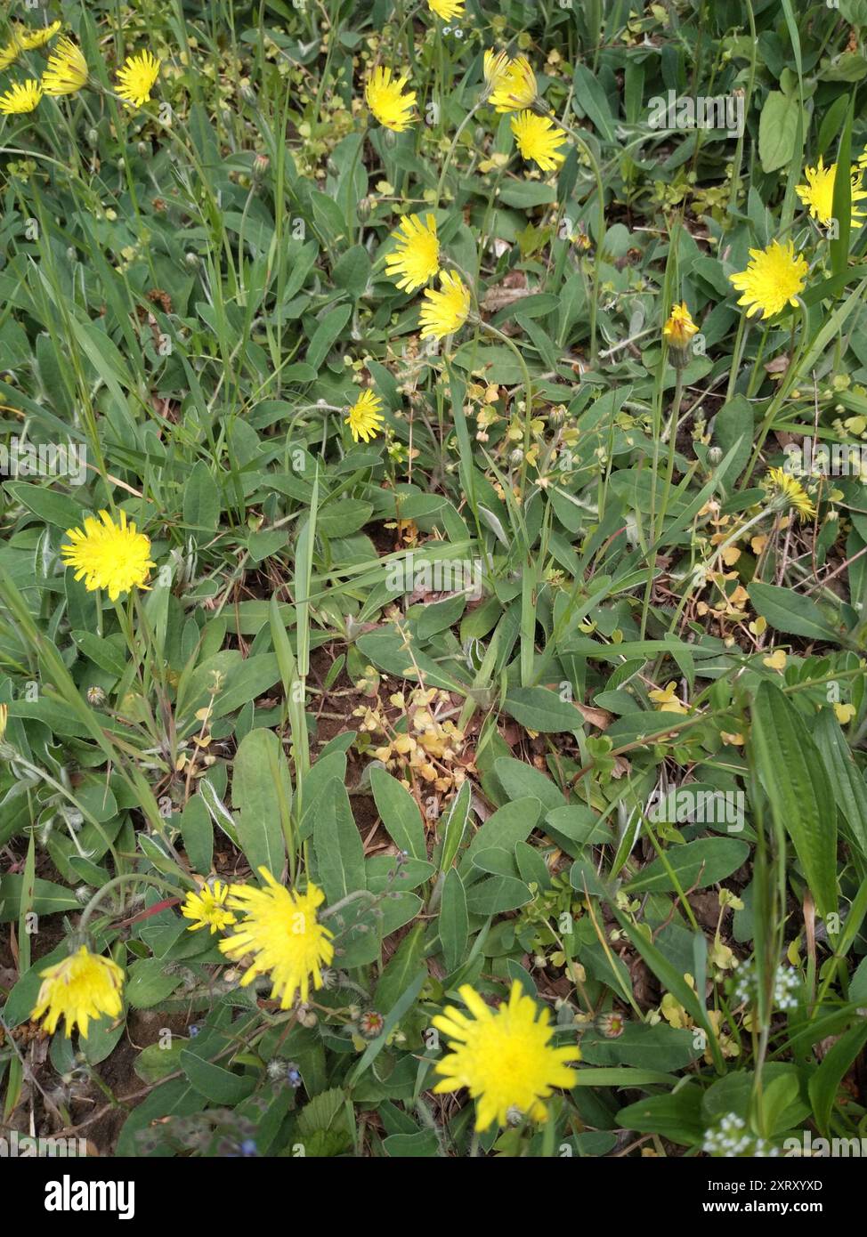 mouse-eared hawkweed (Pilosella officinarum) Plantae Stock Photo - Alamy