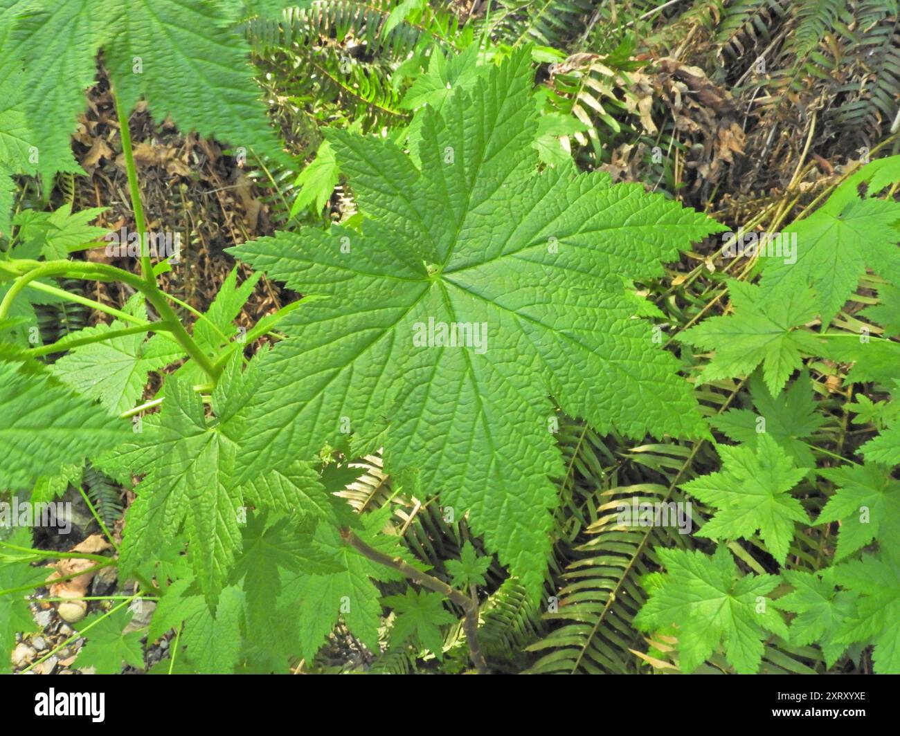 Stink Currant (Ribes bracteosum) Plantae Stock Photo - Alamy