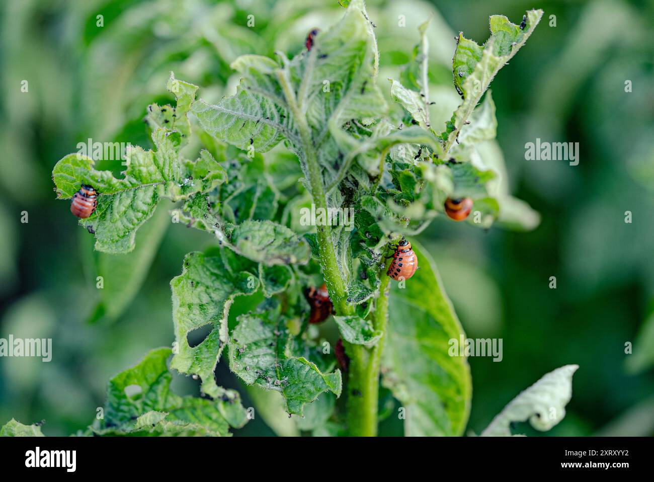 Colorado potato beetle larvae infesting potato plant, garden pest ...