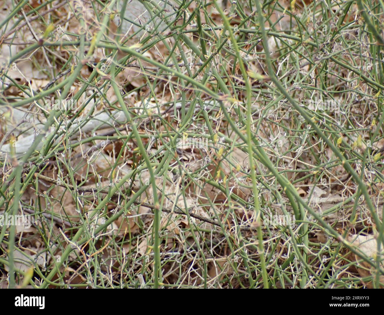 roundleaf greenbrier (Smilax rotundifolia) Plantae Stock Photo - Alamy