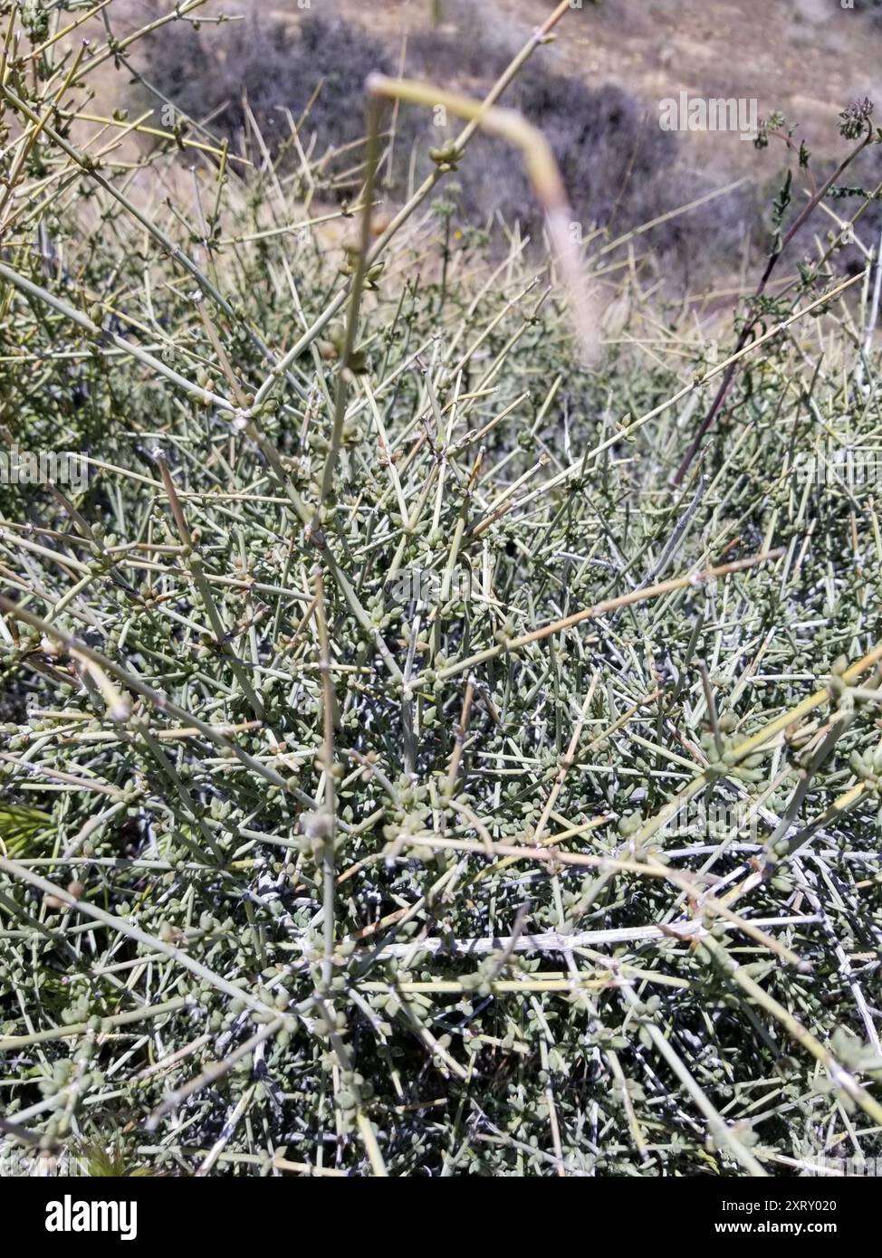 rough jointfir (Ephedra aspera) Plantae Stock Photo - Alamy