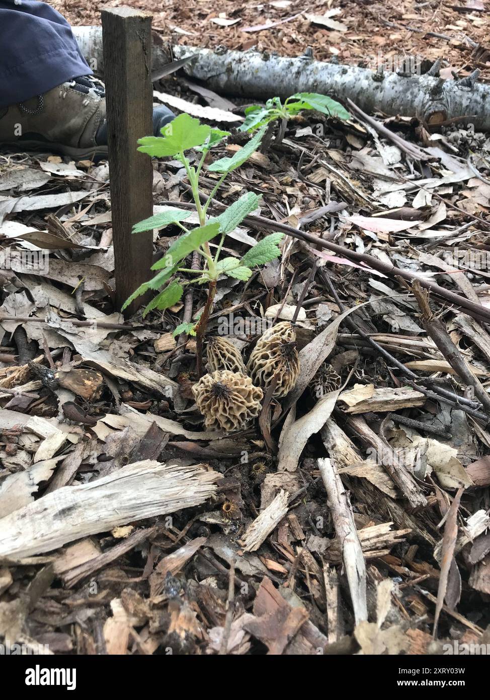 Woodchip Morel (Morchella rufobrunnea) Fungi Stock Photo - Alamy