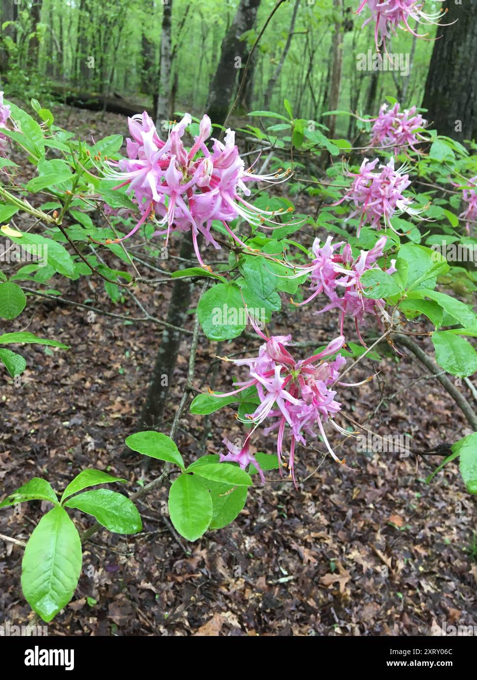 Mountain Azalea (Rhododendron canescens) Plantae Stock Photo - Alamy