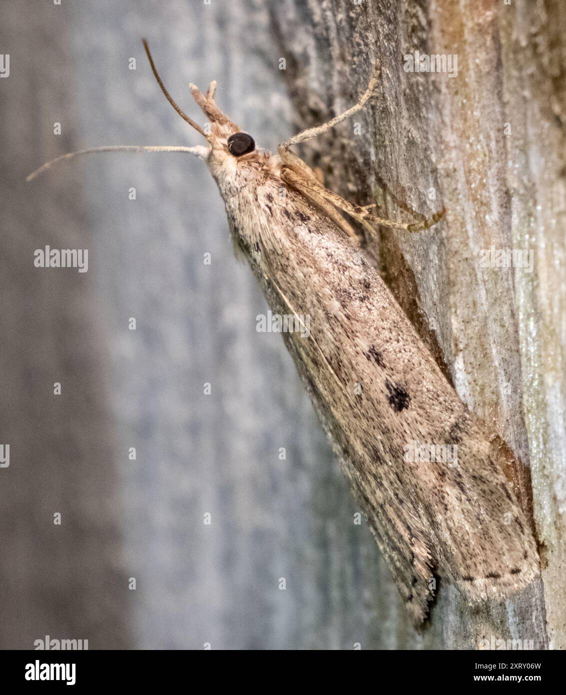 Bee Moth (Aphomia sociella) Insecta Stock Photo - Alamy