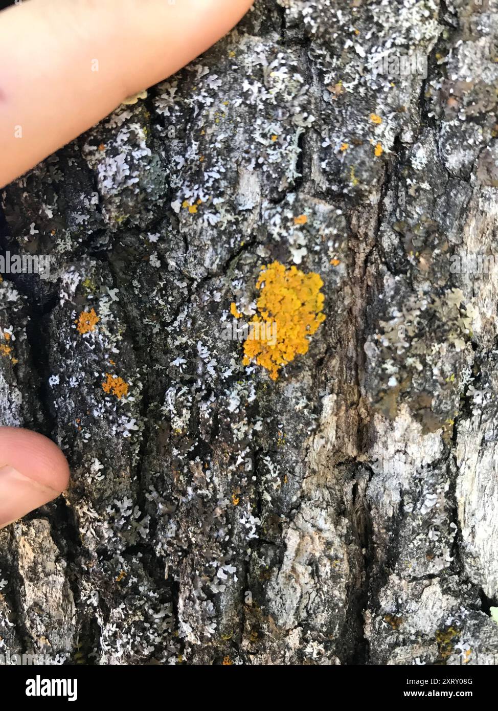 Common Sunburst Lichen (Xanthoria parietina) Fungi Stock Photo - Alamy