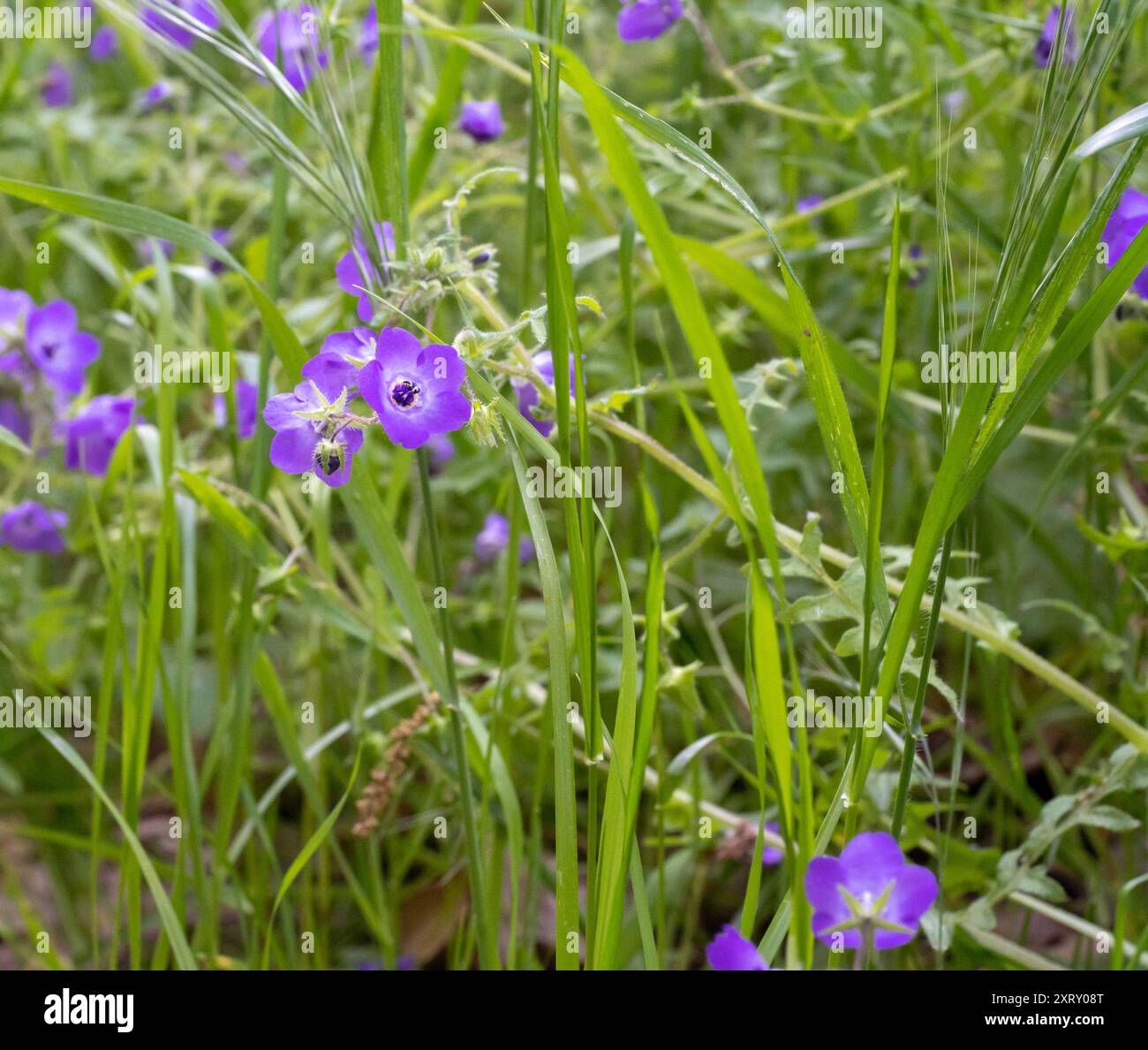 Fiesta Flower (Pholistoma auritum) Plantae Stock Photo - Alamy