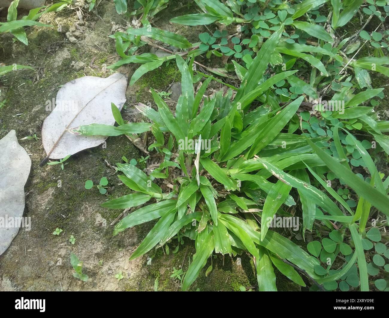 broadleaf carpetgrass (Axonopus compressus) Plantae Stock Photo - Alamy