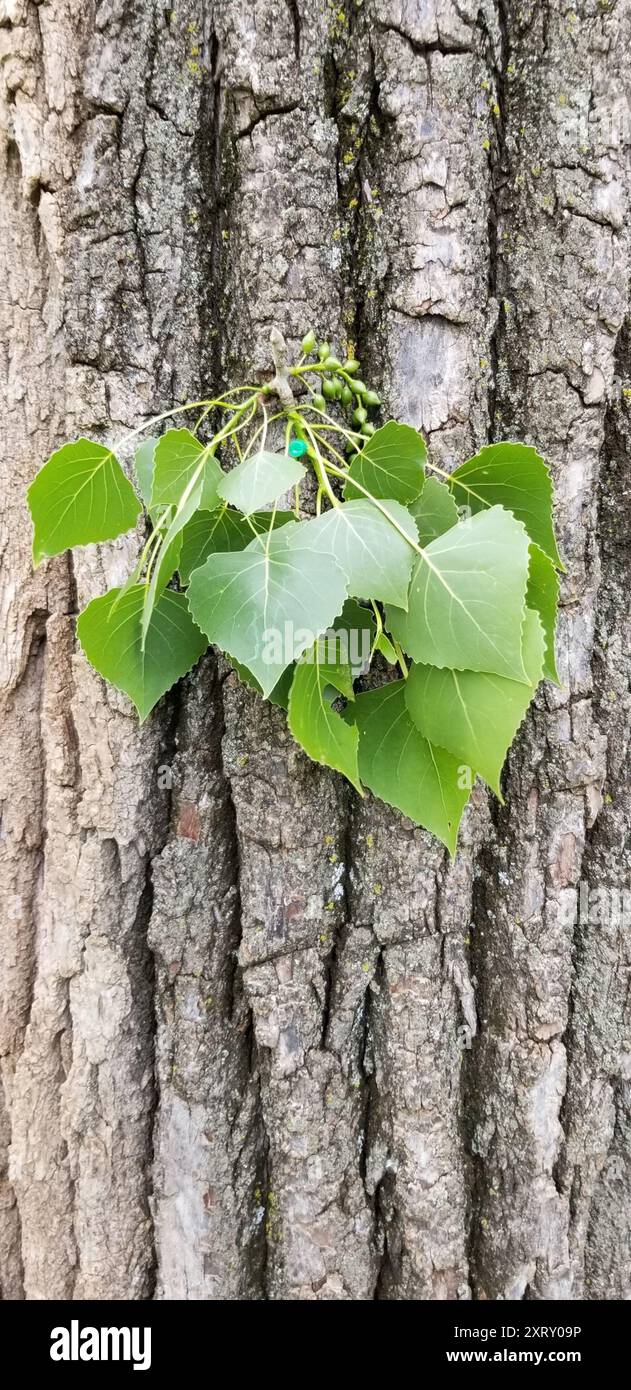 Eastern Cottonwood (Populus deltoides) Plantae Stock Photo - Alamy