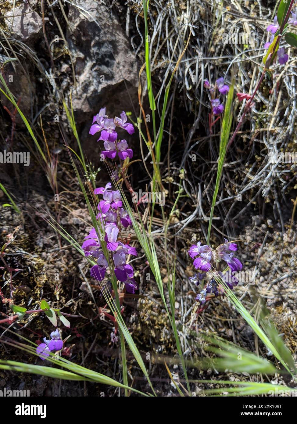 Purple Chinese Houses (Collinsia heterophylla) Plantae Stock Photo - Alamy