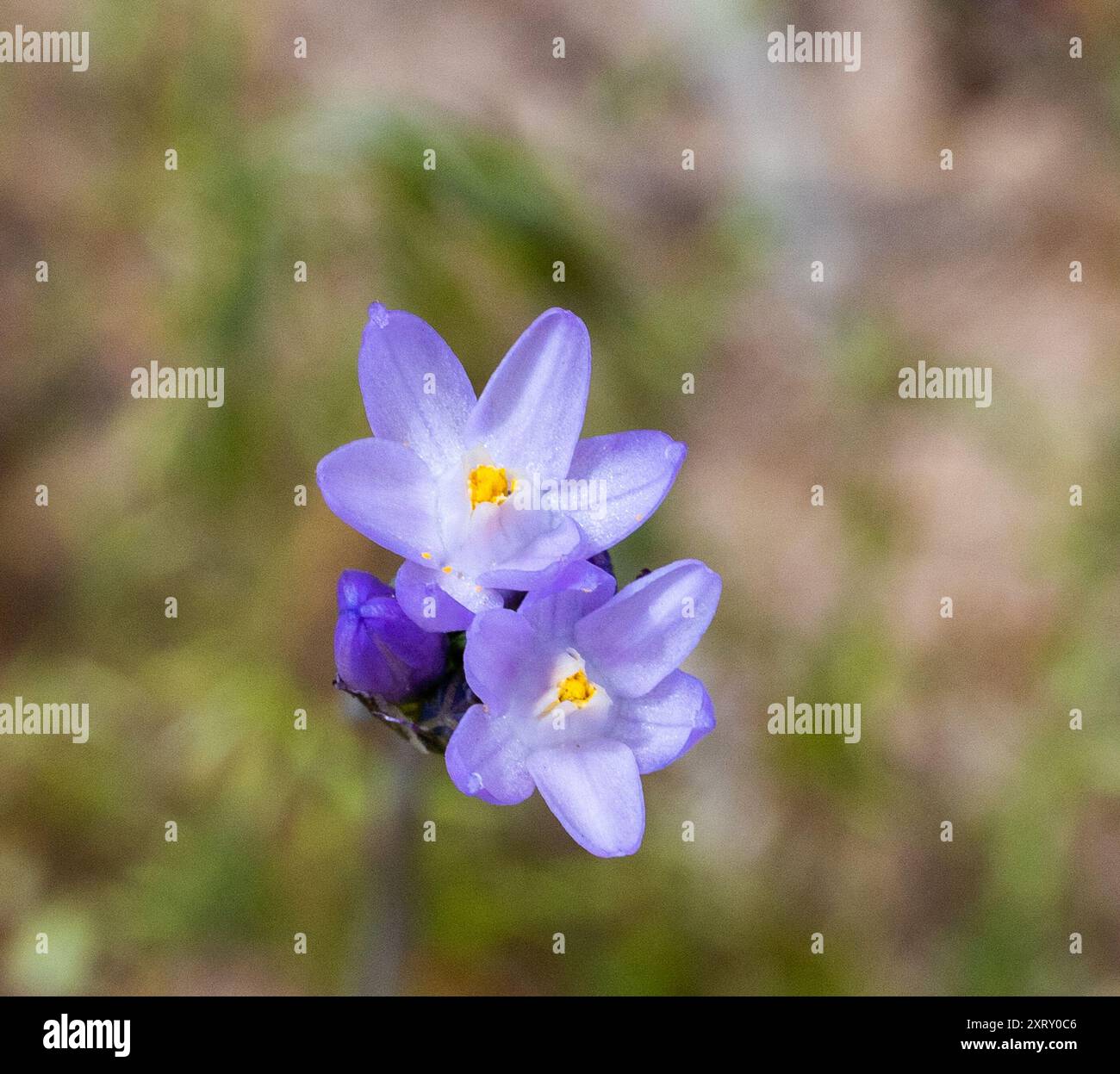 Blue Dicks (Dipterostemon capitatus) Plantae Stock Photo - Alamy