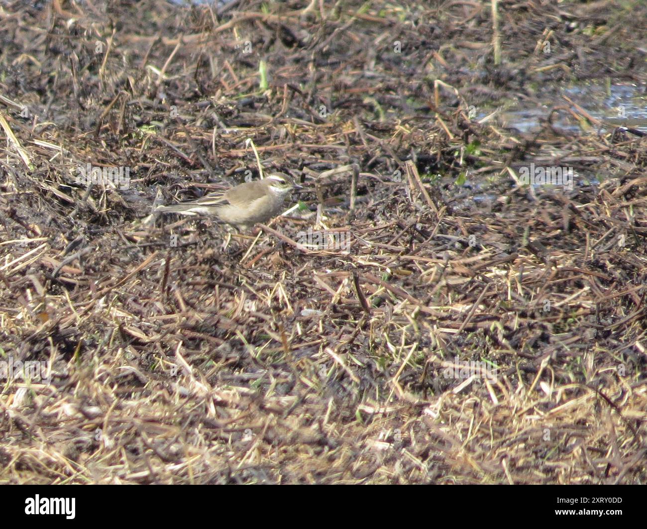 Buff-winged Cinclodes (Cinclodes fuscus) Aves Stock Photo - Alamy