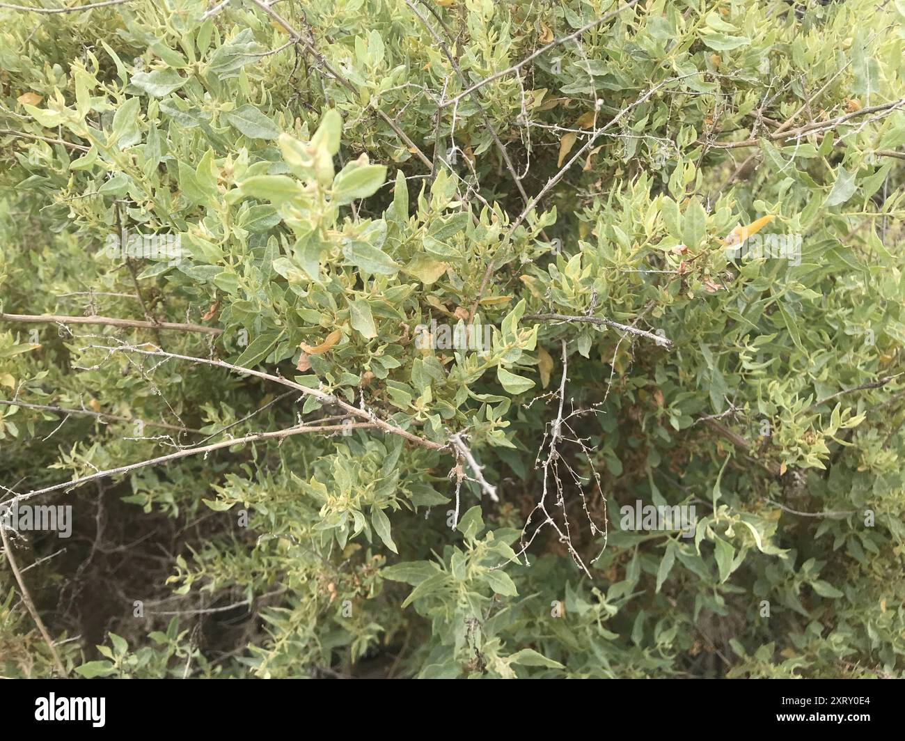 big saltbush (Atriplex lentiformis) Plantae Stock Photo - Alamy